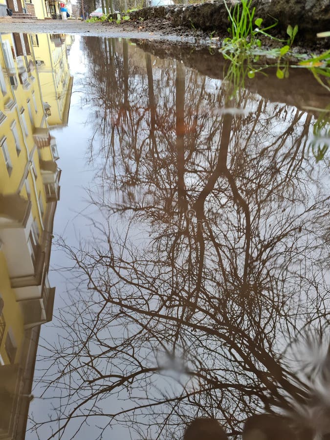 Water mirror trees and sky stock photo. Image of trees - 216588282