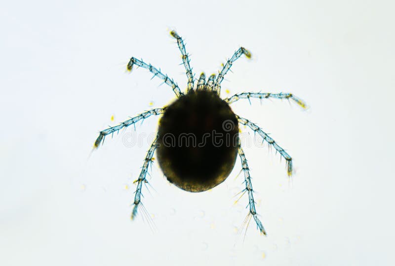 Water mite Hydrachnidia stock image. Image of microscope - 249833449