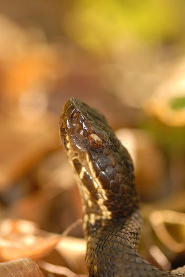 Water Moccasin stock image. Image of reptile, water, sunshine - 3569391