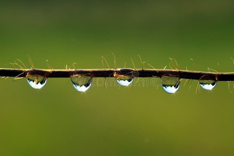 Water, Moisture, Dew, Macro Photography Picture. Image: 100633832