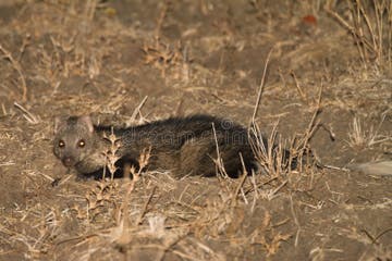 Water Mongoose stock image. Image of marsh, animal, outdoor - 18389763