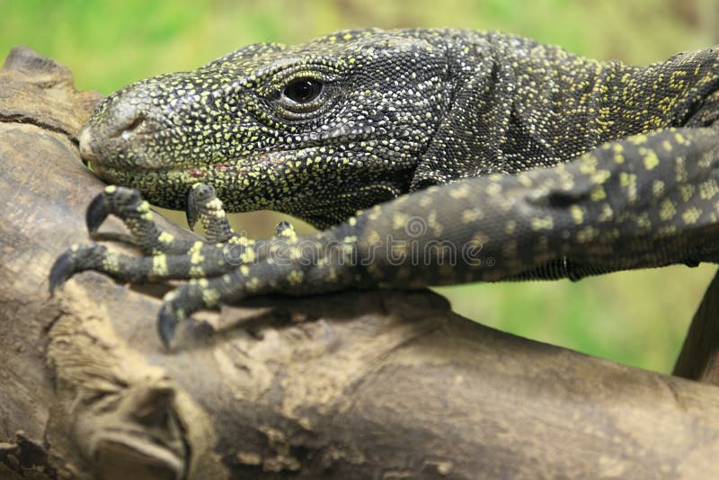 Water monitor stock image. Image of animal, monitor, reptile - 27747479