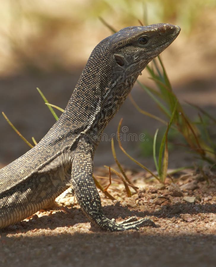 Water monitor stock photo. Image of water, wild, island - 4111372