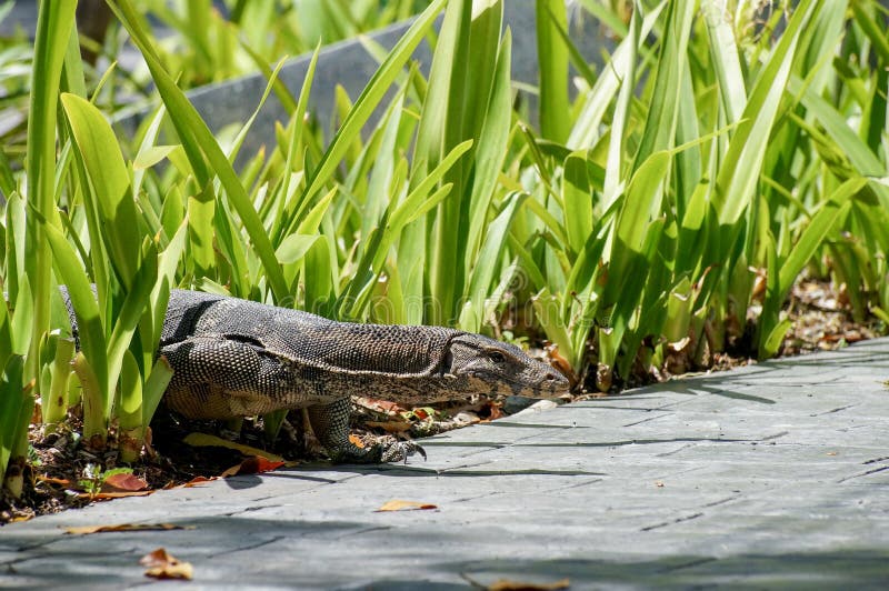 Water Monitor Crawling Out Grass Stock Photos - Free & Royalty-Free ...