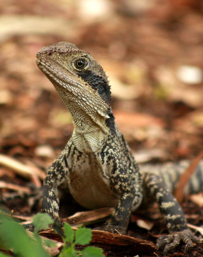Forward Facing Lizard Stock Photos - Free & Royalty-Free Stock Photos ...