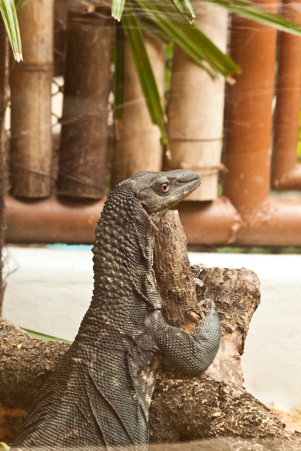 Water monitor lizard stock photo. Image of dinosaur, nature - 26189976