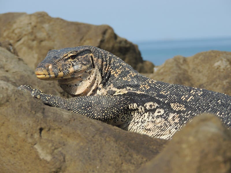 Water Monitor Lizard stock image. Image of rocks, monitor - 26622753