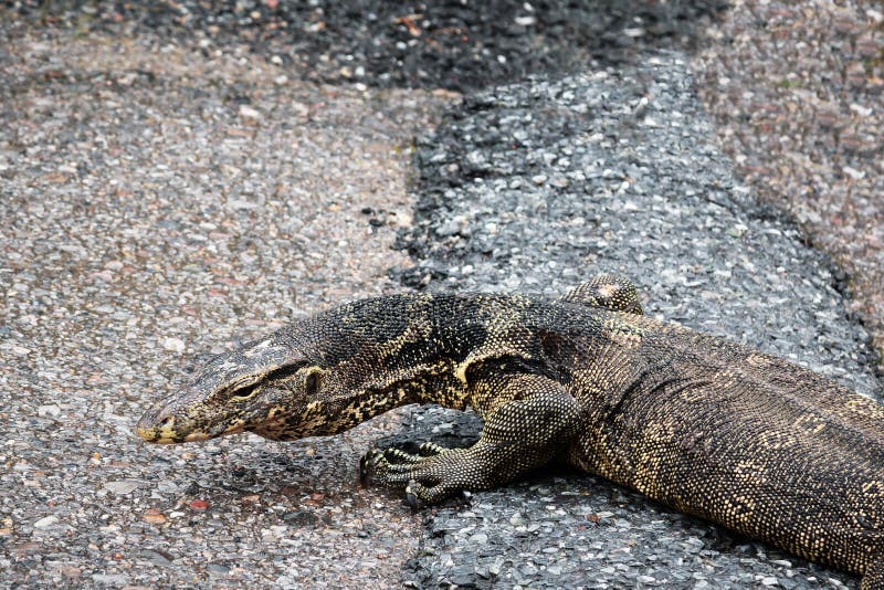 Closeup Of Water Monitor Lizard In Water Stock Photo - Image of ...