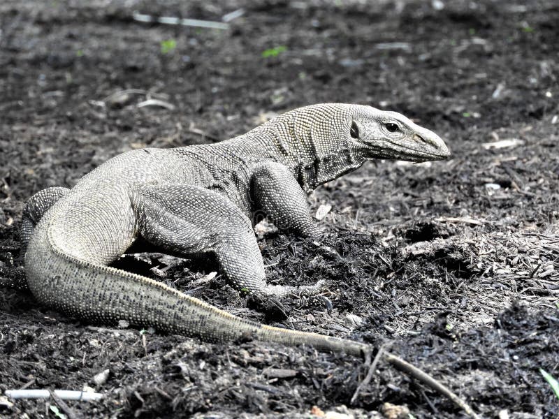Water monitor lizard stock photo. Image of monitor, full - 101430864