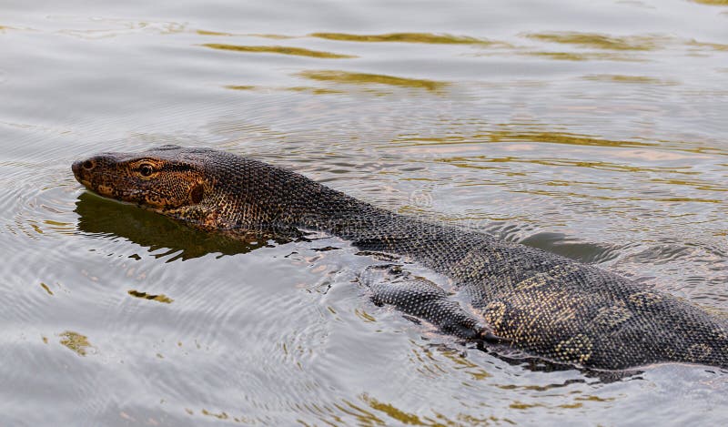 Water monitor stock image. Image of wildlife, singapore - 67728233