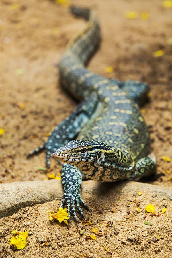 Peacock monitor stock photo. Image of yellow, lizard - 15569220