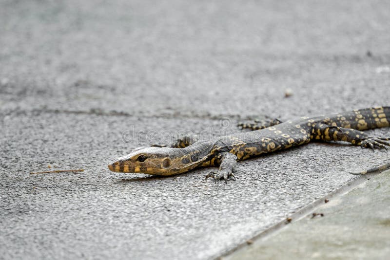 Water Monitor Lying on the Floor Stock Image - Image of hide, skin ...