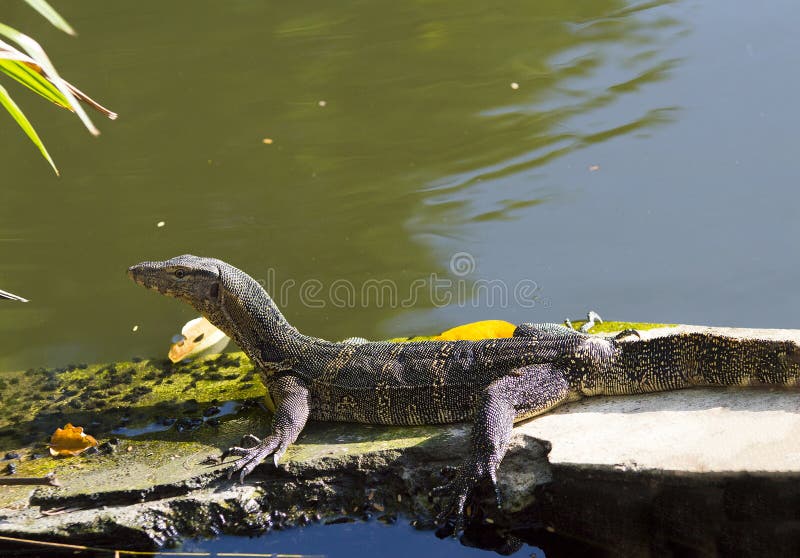Water monitor stock photo. Image of plant, komodoensis - 48900380
