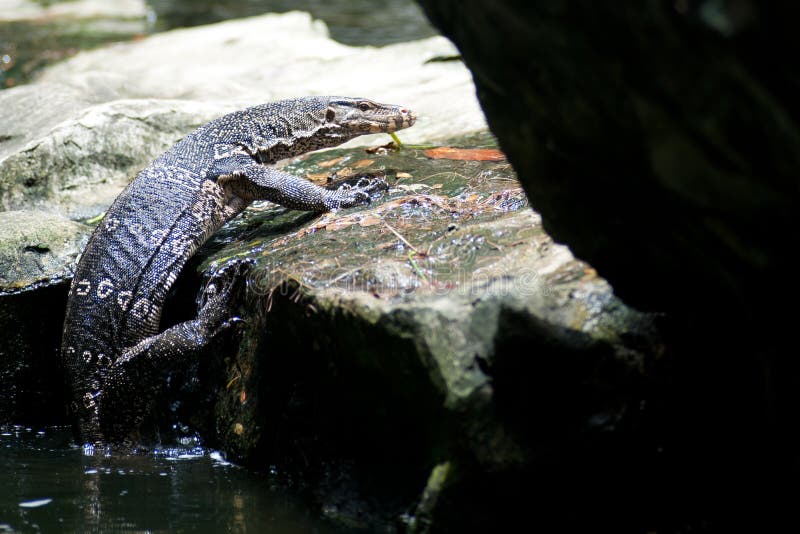 Water monitor. stock image. Image of light, ursus, tropical - 37631997