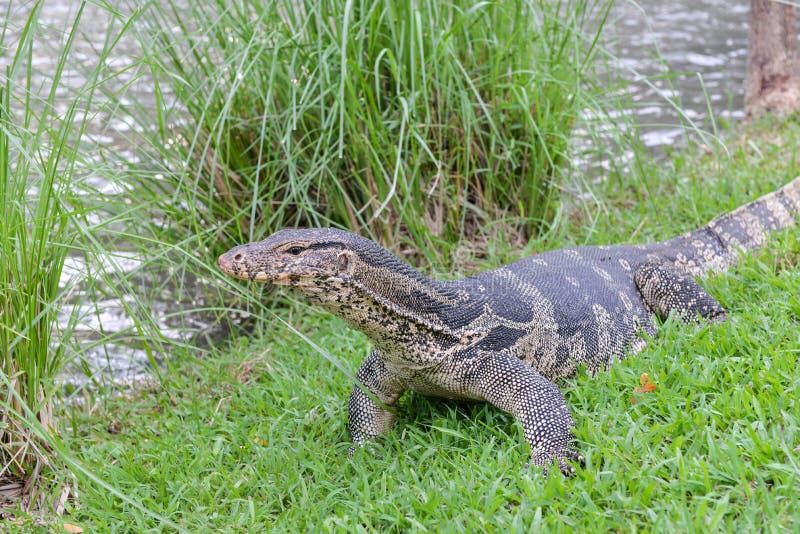 Water monitor stock photo. Image of green, conservation - 72983638
