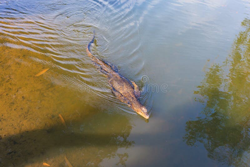 Water Monitor Swimming stock photo. Image of fauna, reptile - 38270174