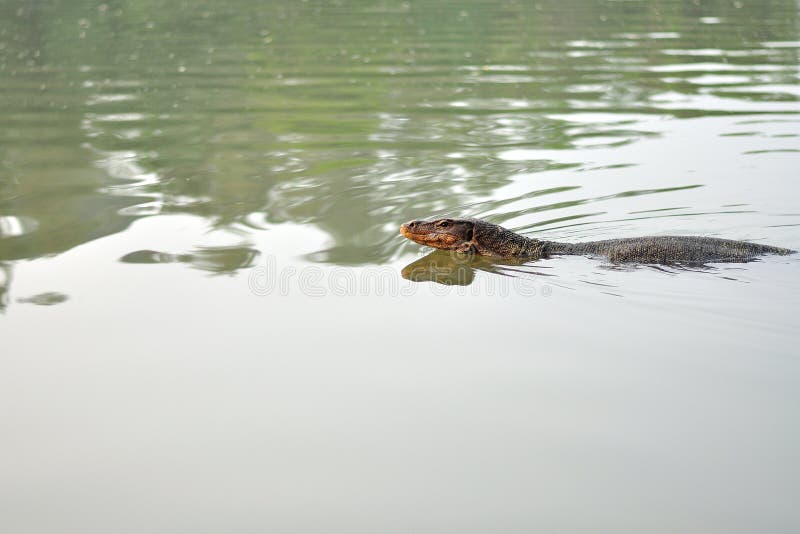 Water Monitor Swimming in Pond Stock Photo - Image of crocodile, lizard ...