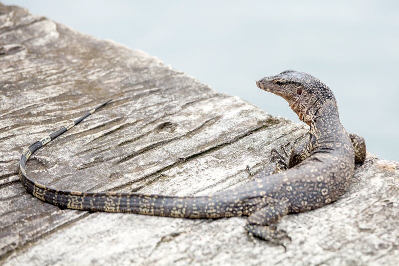 The Water Monitor, (Varanus Salvator) Stock Photo - Image of asian ...