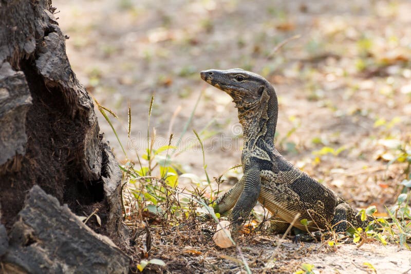 Water monitor stock image. Image of outdoors, scales - 37864189