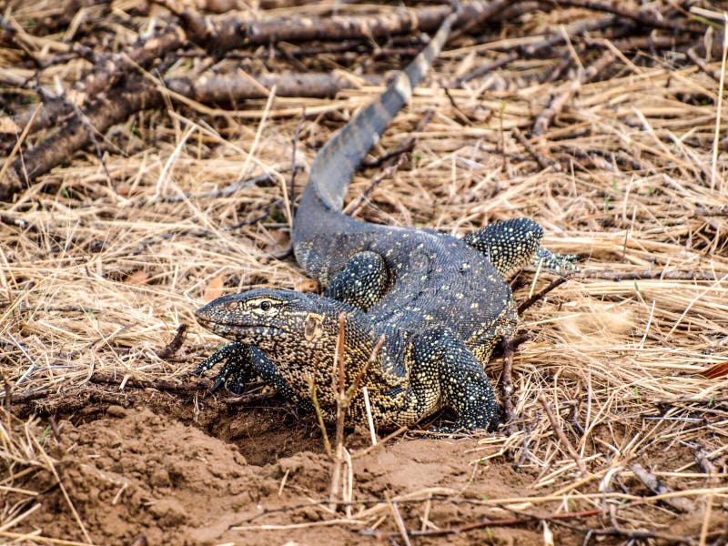 Water monitor stock photo. Image of grass, animal, walking - 37983432
