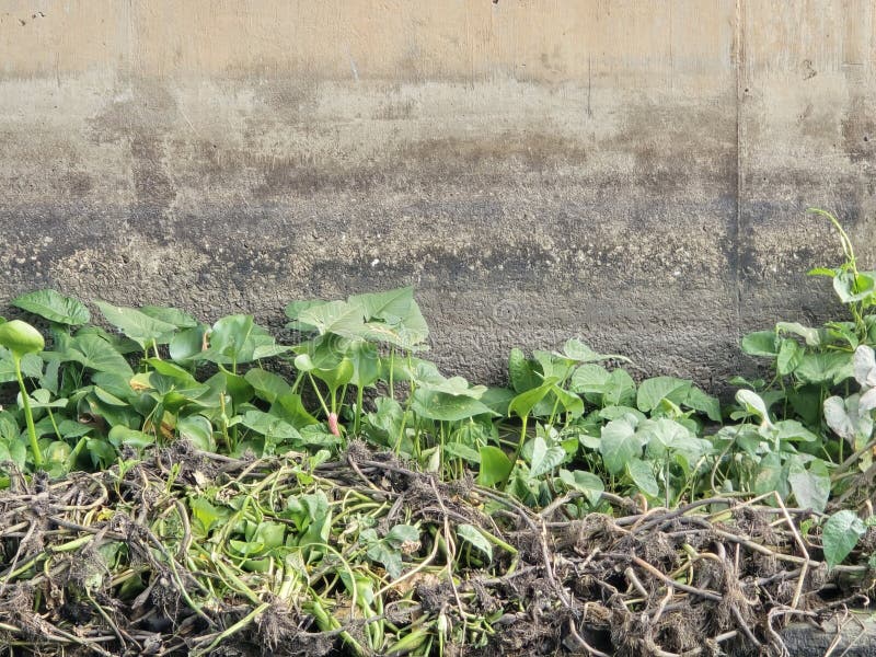 Water Morning Glory with Cement Wall Near River Stock Image - Image of ...