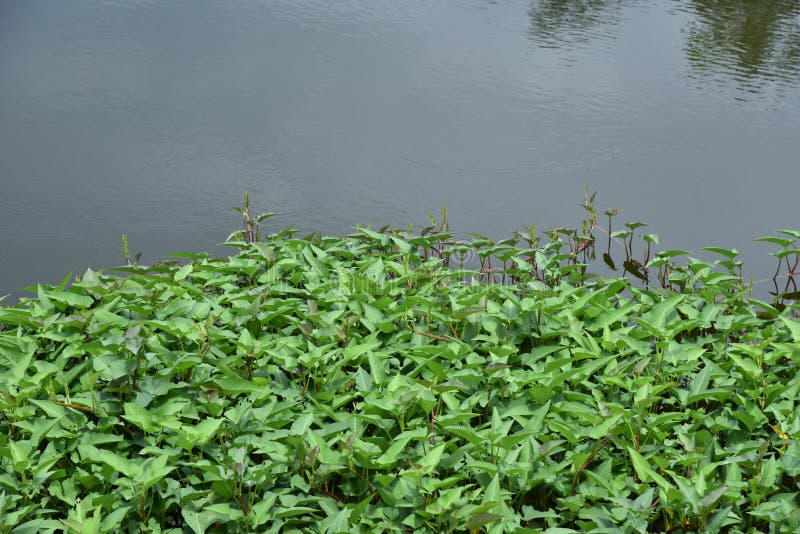 Water Morning Glory stock image. Image of leaf, green - 74637173