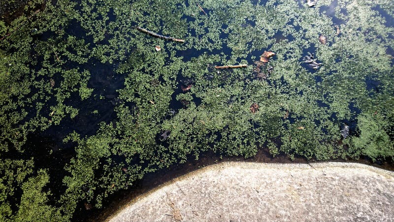 Water Moss Abstract Background Template Stock Image - Image of ...