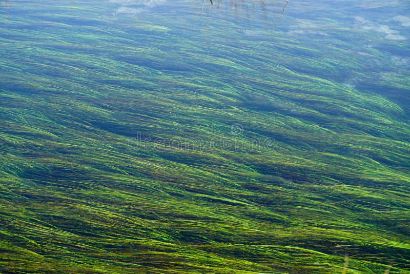 Water Moss Template Texture Background Stock Photo - Image of plant ...