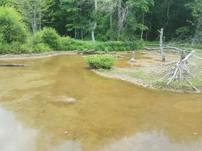 Water and Mud and Turtle in Wetland Stock Photo - Image of marsh ...