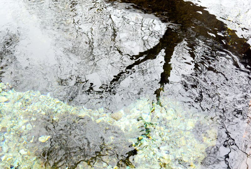 Water Murky Reflection Trees Distorted Stock Photos - Free & Royalty ...
