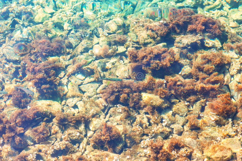 Water is Murky and the Rocks are Jagged Stock Image - Image of reef ...