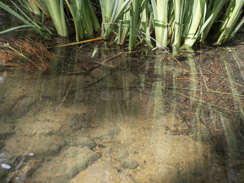 Water from a Natural Spring Flowing through the Rocks Stock Photo ...