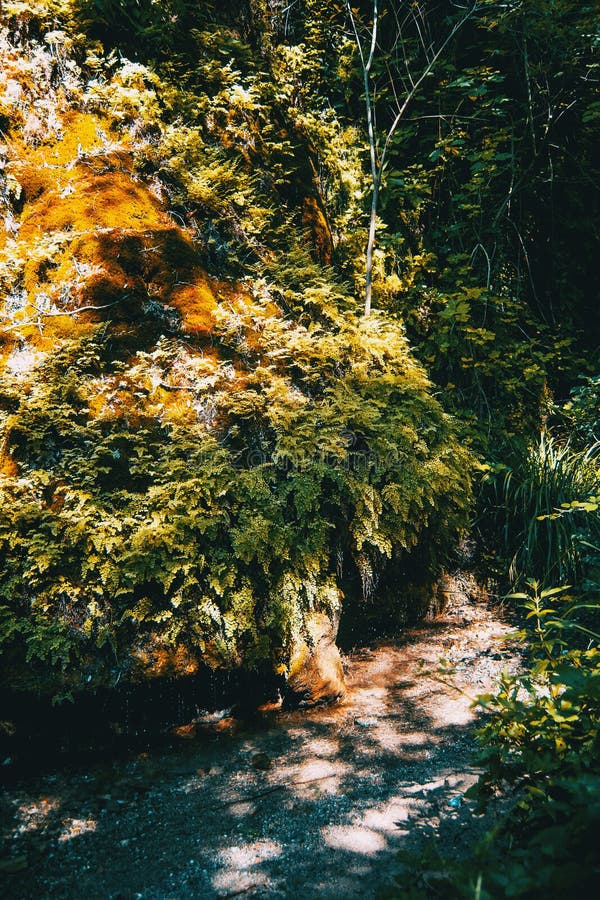 Water from a Natural Spring in the Forest Stock Image - Image of ...