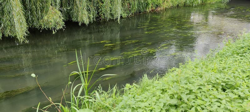 Water from the Nearby Hot Spring Flows into the River. Stock Photo ...