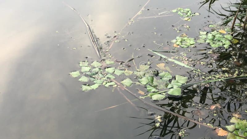 Water Nut Plant in the River Stock Video - Video of conch, evening ...