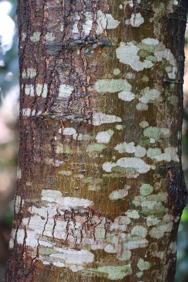 Water Oak Tree Trunk Bark Spots Stock Image - Image of green, silver ...