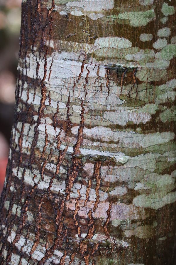 Water Oak Tree Trunk Bark Stripes Stock Image - Image of silver, bark ...