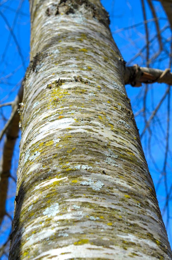 Water Oak Tree Trunk stock photo. Image of tree, nature - 49723776