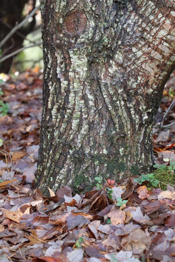 Water Oak Tree Trunk Surrounded by Fall Leaves Stock Image - Image of ...