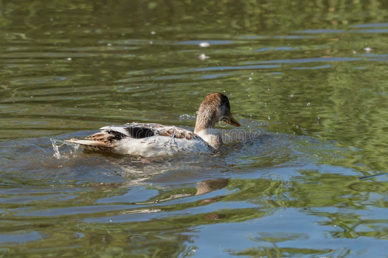 Water Off A Ducks Back As A Manky Mallard Juvenile Duckling With White