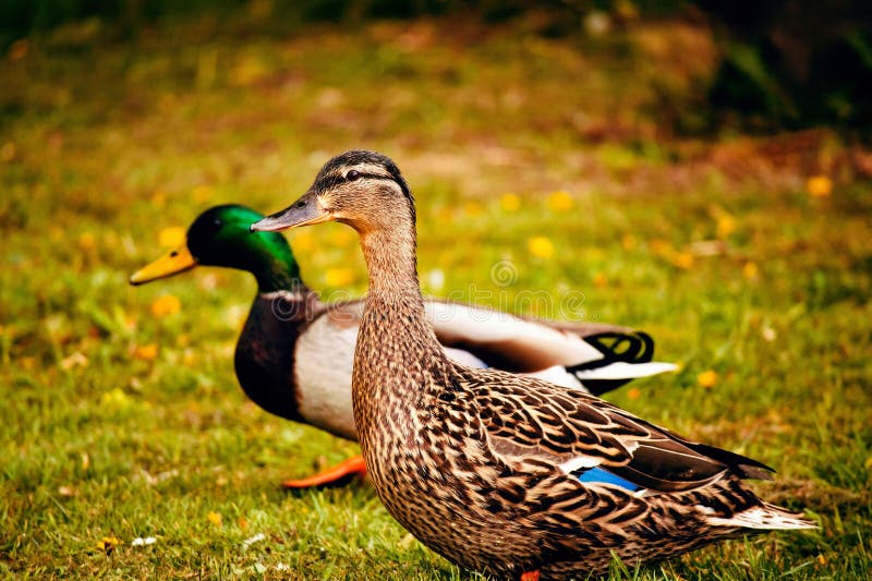 Water off a ducks back stock image. Image of bird, goose - 230839511