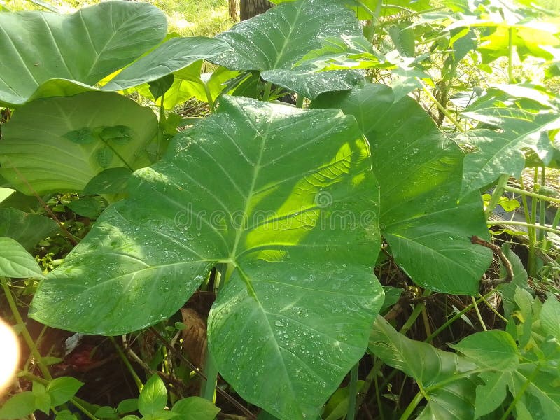 Water over taro leaves stock photo. Image of water, taro - 345368896