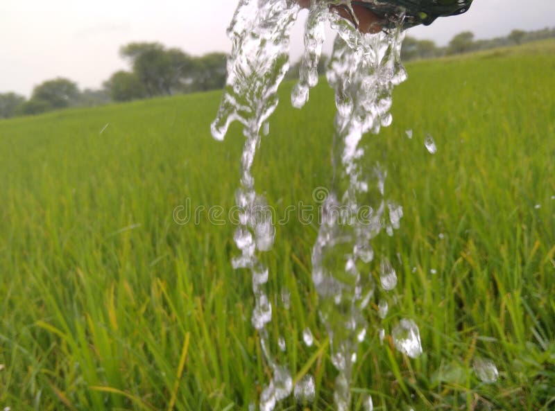 1,229 Wetland Paddy Photos - Free & Royalty-Free Stock Photos from ...