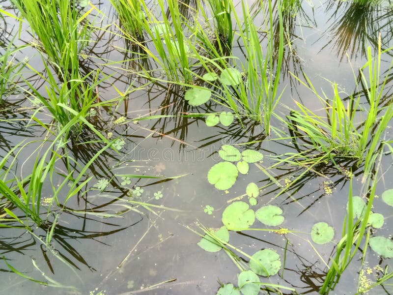 Water,Paddy Field and Beauty Stock Photo - Image of beauty, paddy: 96094874