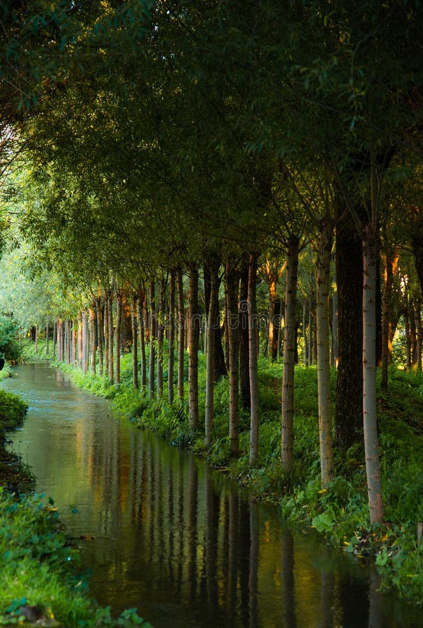 Water Path in the Forest at Sunset Stock Photo - Image of branch ...