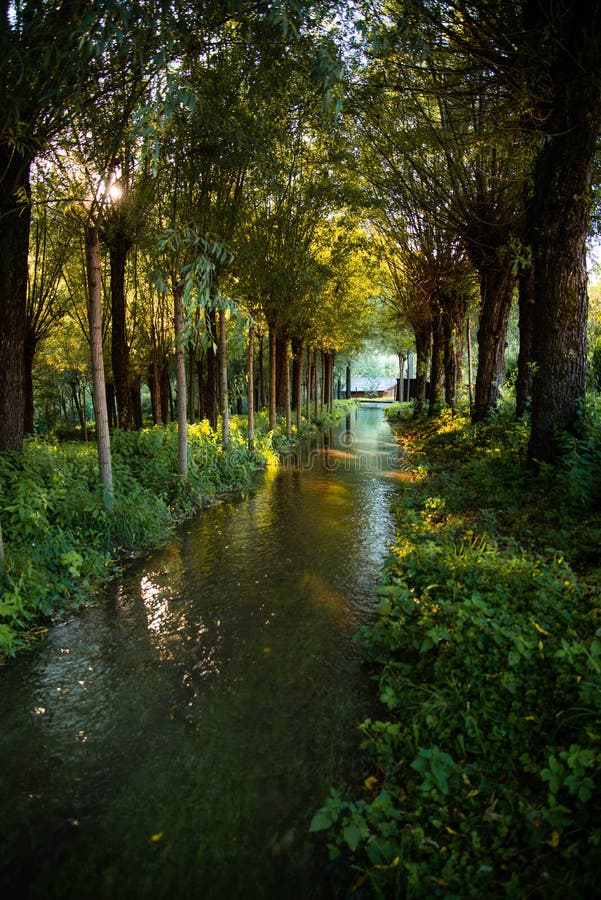 Water Path in the Forest at Sunset Stock Photo - Image of green, tree ...