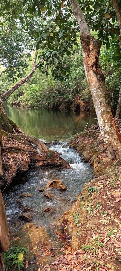 Water Path between Trees and Rocks in the Middle of Beaty Nature Stock ...