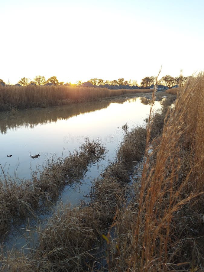 Water Pathway by Wheat Field Stock Image - Image of pathway, leaf ...