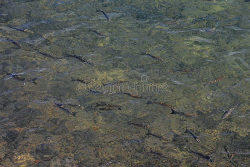Water Pattern Texture stock illustration. Illustration of liquid ...