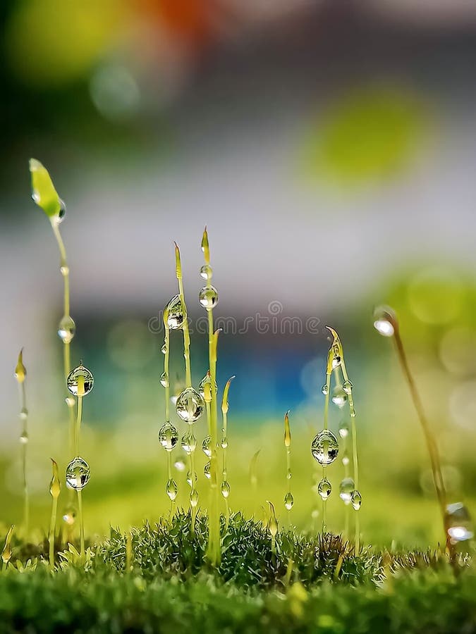 586 Ganges Plant Stock Photos - Free & Royalty-Free Stock Photos from ...